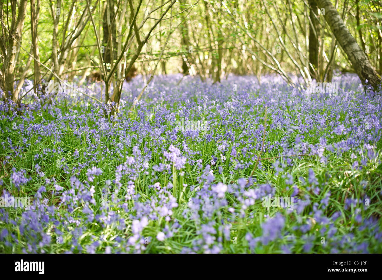 Bluebell wood micheldever forest winchester hi-res stock photography ...