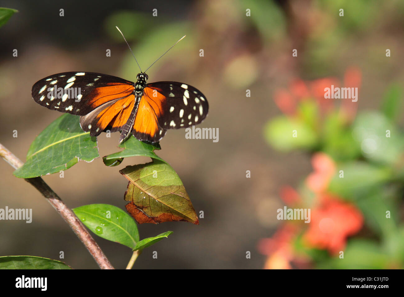 Butterfly landed on a leaf in the butterfly farm hi-res stock ...