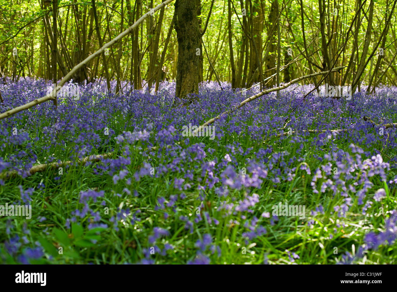 Bluebell wood micheldever forest winchester hi-res stock photography ...
