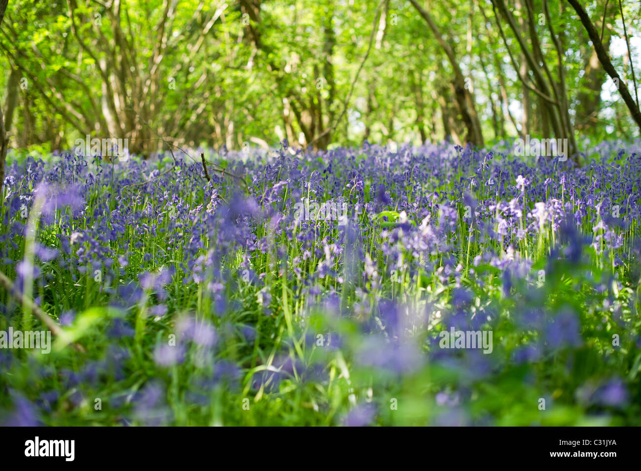 Bluebell wood micheldever forest winchester hi-res stock photography ...