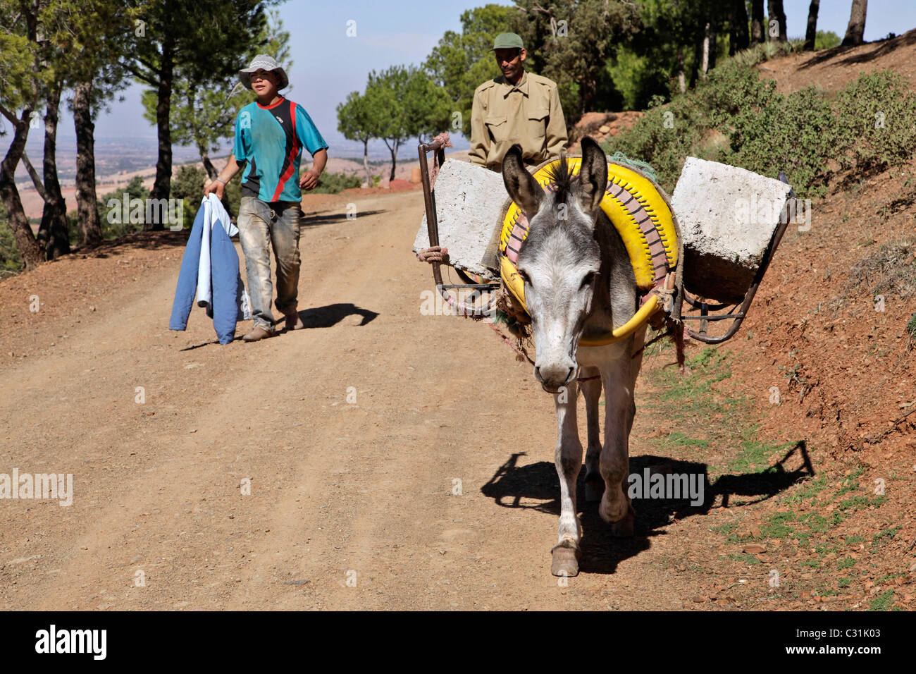 DONKEY CARRYING ITS LOAD OF CINDER BLOCKS ON THE ROADS OF TAHANAOUTE ...
