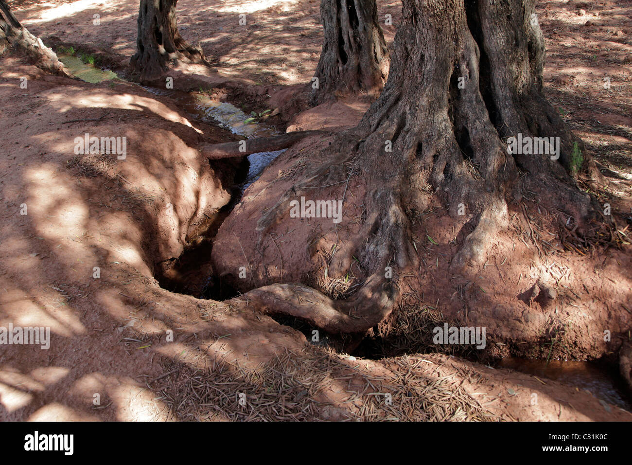 IRRIGATION OF THE SOIL AROUND THE OLIVE TREES, TAHANAOUTE, AL HAOUZ ...