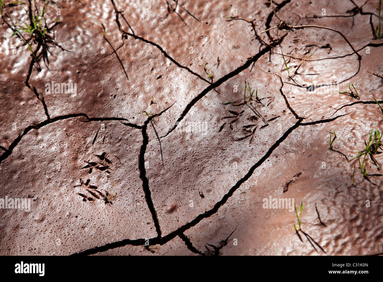 DROUGHT, BIRD PRINTS ON SOME WET EARTH, VILLAGE OF OUTGHAL, AL HAOUZ ...