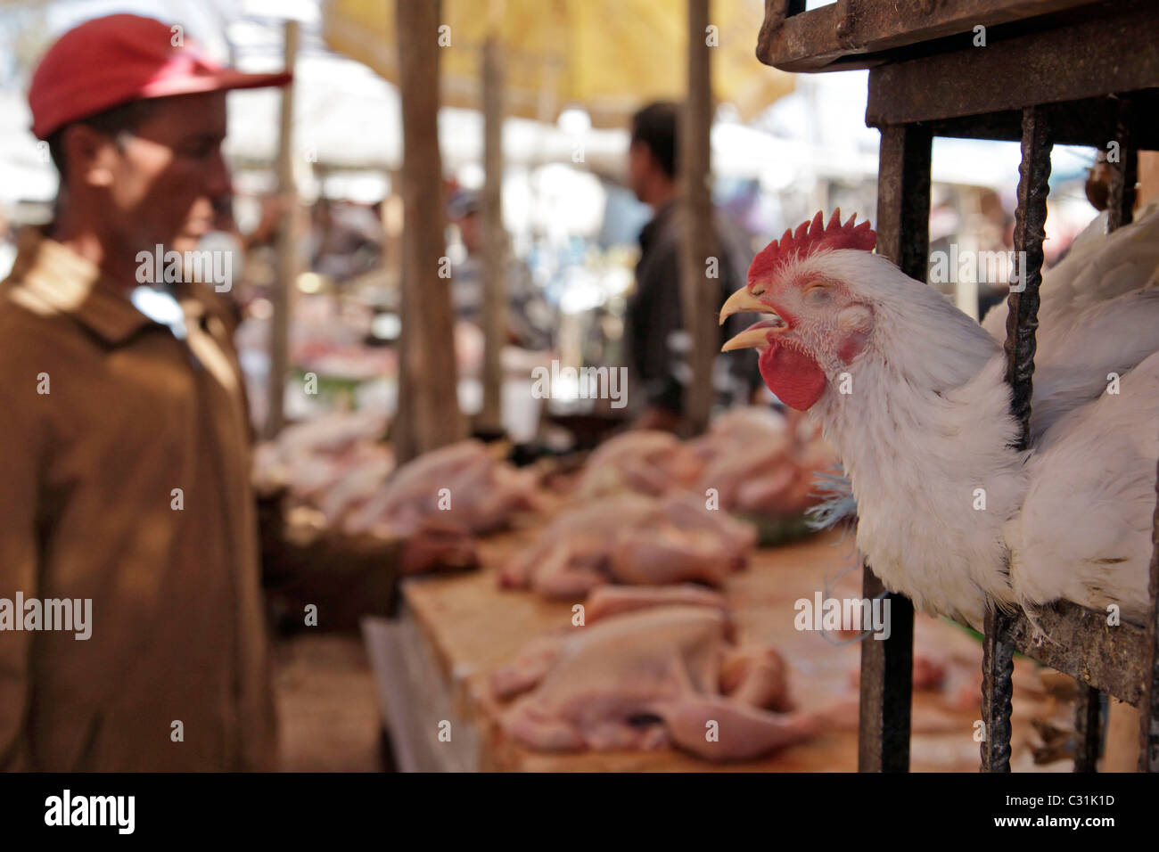 LIVE HENS AND A STALL SELLING CHICKEN MEAT, BERBER MARKET OF TAHANAOUTE ...