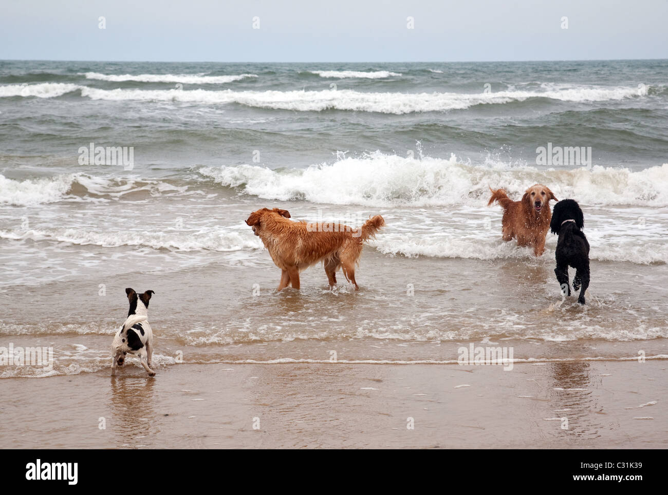 Holkham beach dog hi-res stock photography and images - Alamy