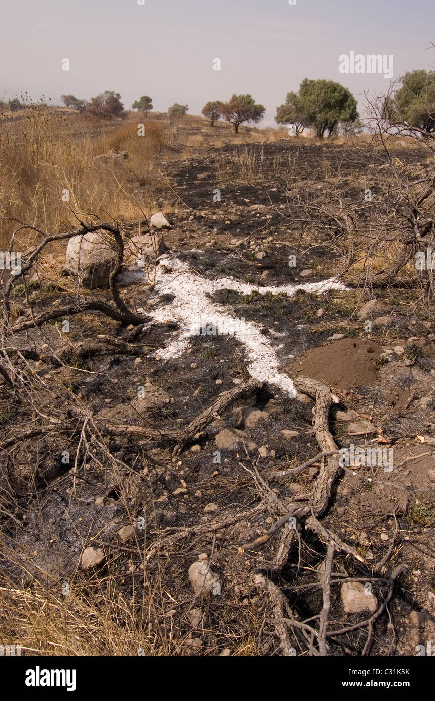 Burned tree hi-res stock photography and images - Alamy