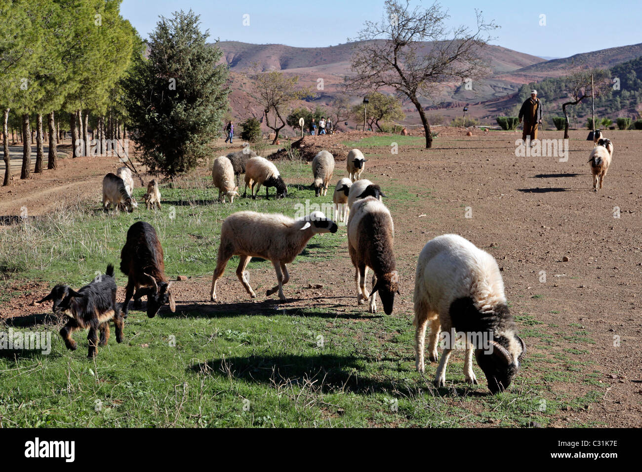 SHEPHERD AND HIS FLOCK OF SHEEP ON THE DOMAINE DE TERRES D’AMANAR ...