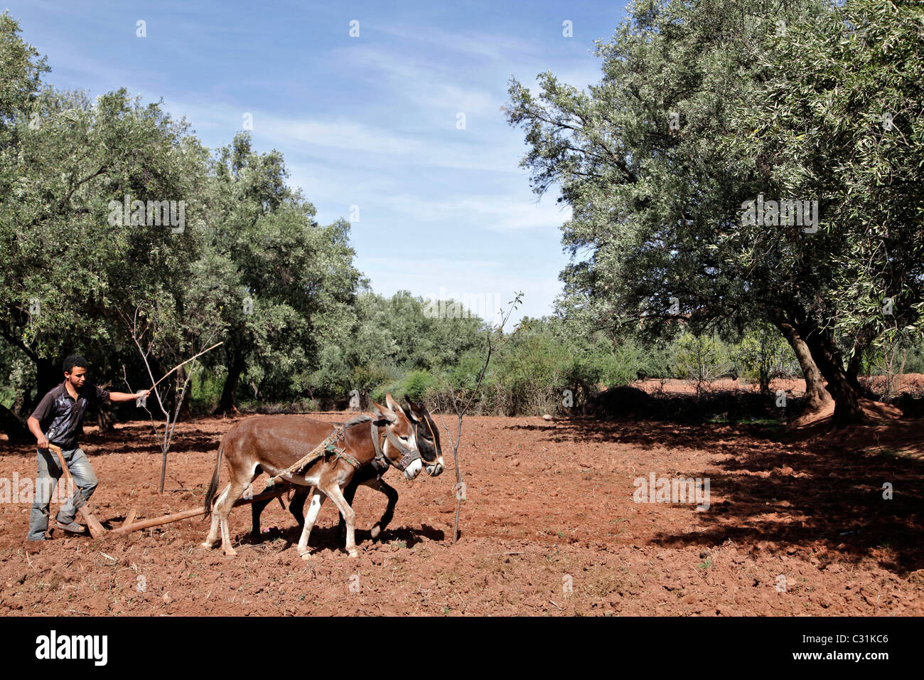 Ploughing donkey hi-res stock photography and images - Alamy