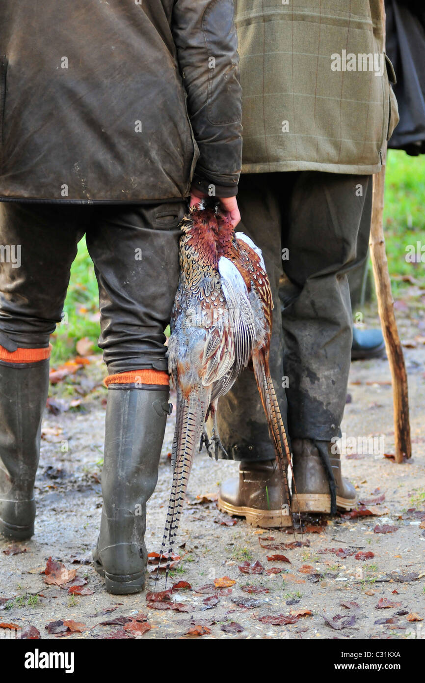 Pheasants hunting hi-res stock photography and images - Alamy