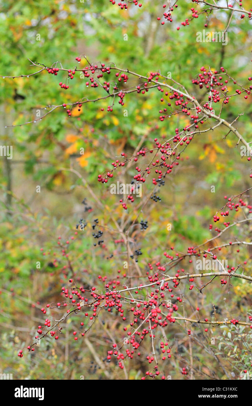 Red privet hi-res stock photography and images - Alamy