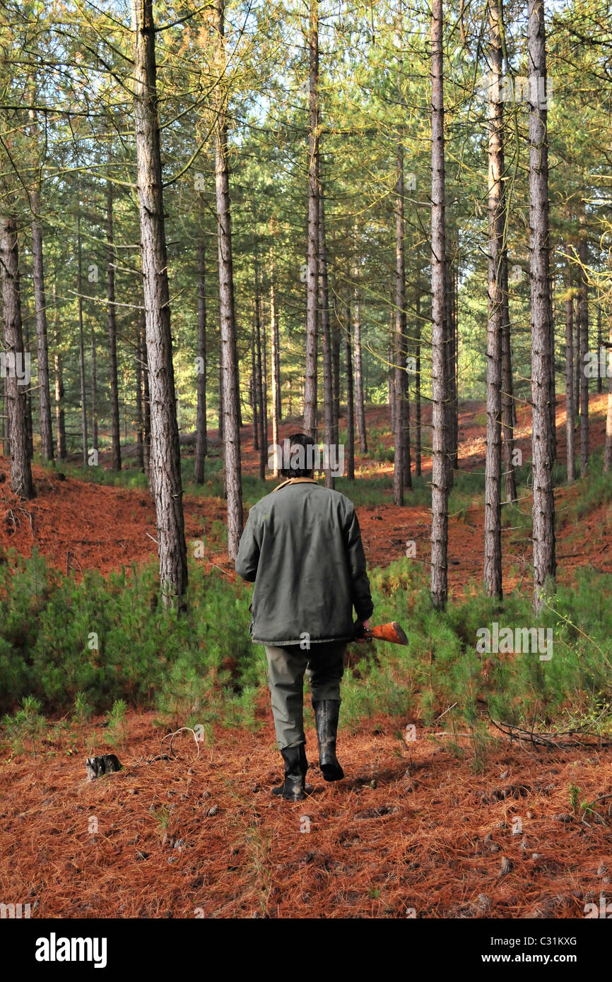 HUNTER IN A PRIVATE PINE FOREST NEAR THE MARQUENTERRE PARK, SOMME (80 ...