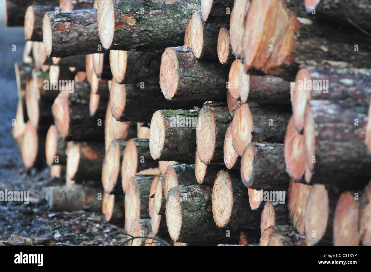 PILE OF WOOD, THE RIGHT TO TAKE WOOD FROM THE FORESTS, FOREST IN THE ...