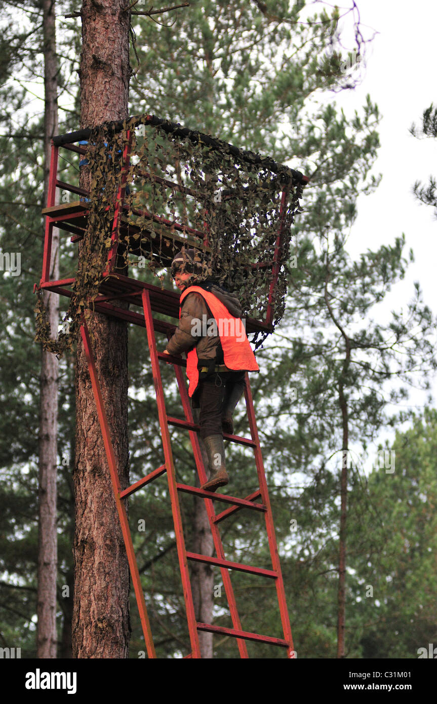 HUNTER CLIMBING UP TO AN OBSERVATION HIDE, HUNTING IN A FOREST IN THE ...