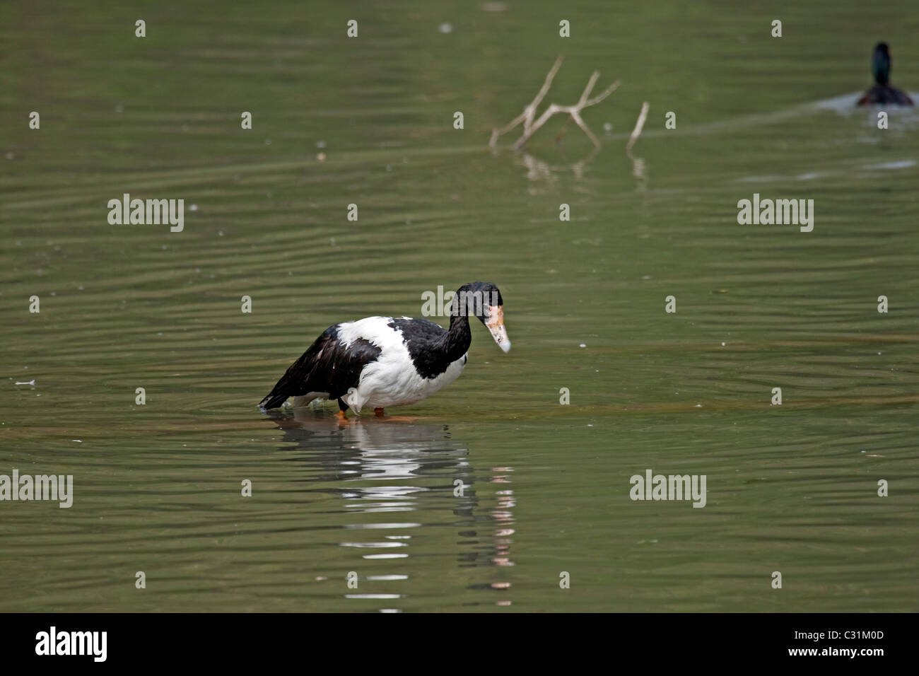 A Magpie Goose Stock Photo - Alamy