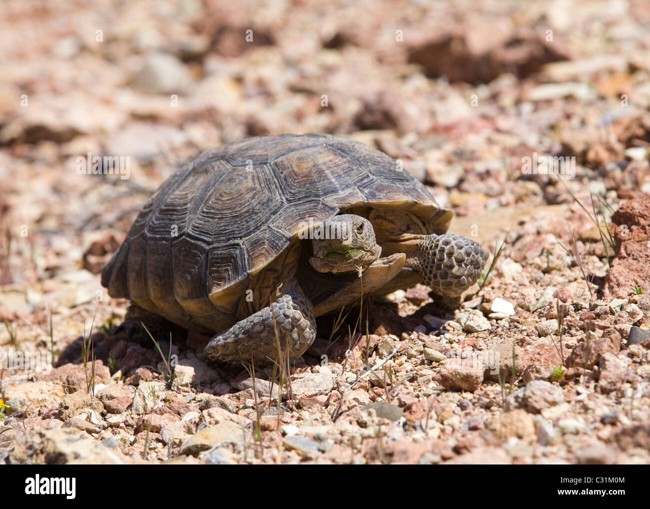 Sand Tortoise Habitat
