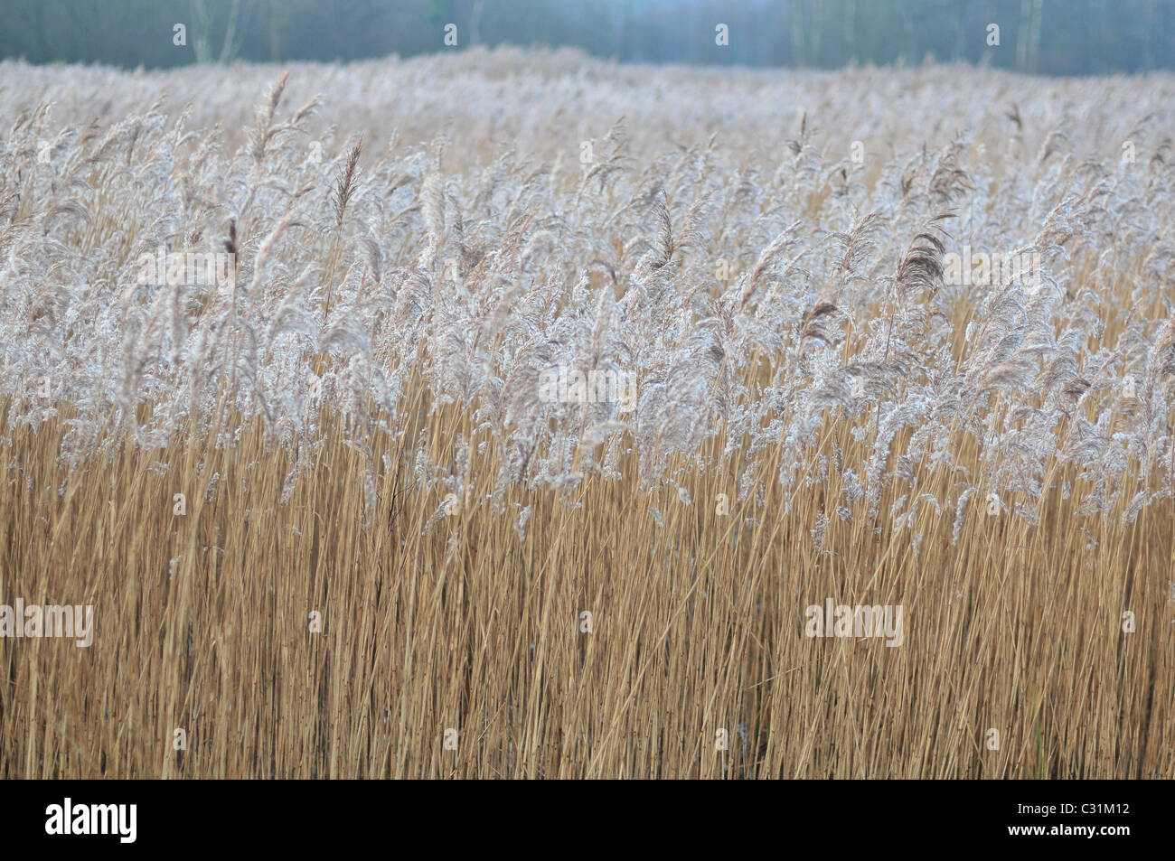 WILD REEDS, BAY OF SOMME, SOMME (80), FRANCE Stock Photo - Alamy