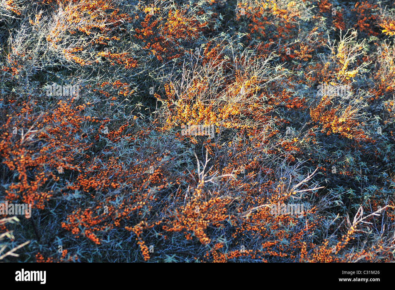 SEA BUCKTHORN, NATURE RESERVE OF THE BAY OF SOMME, SOMME (80), FRANCE ...