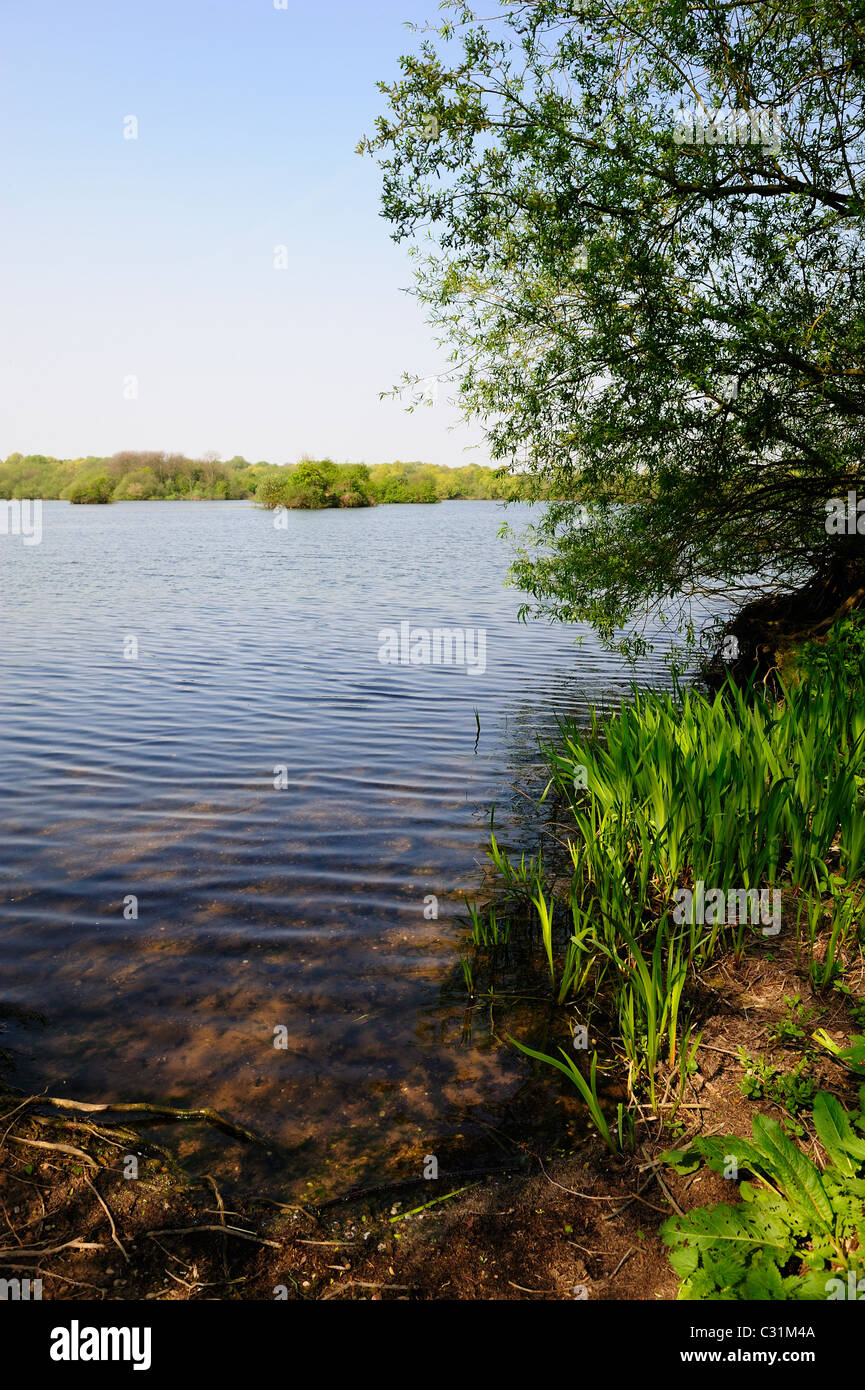nature reserve attenborough nottingham england uk Stock Photo - Alamy