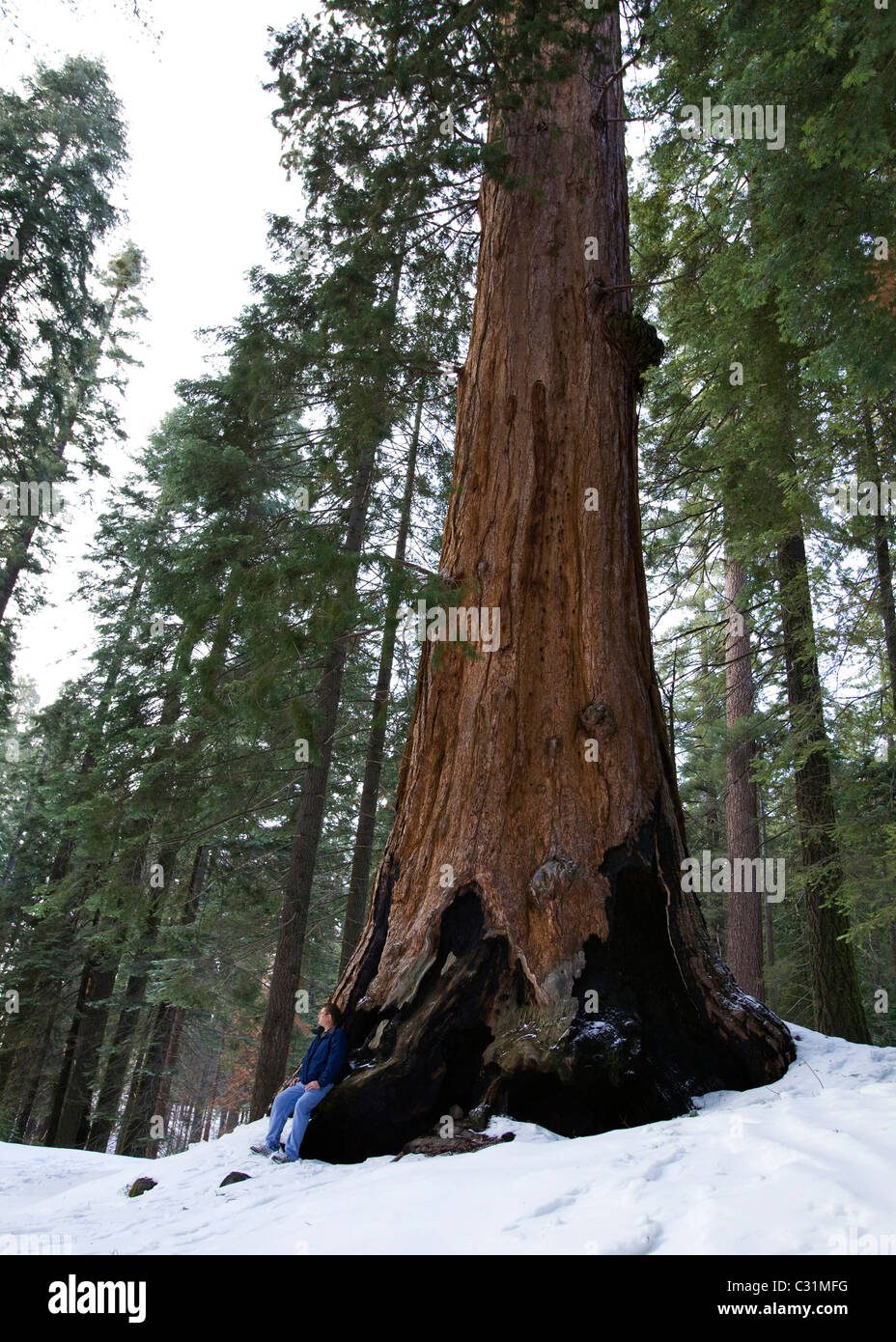 Man leaning on giant sequoia hi-res stock photography and images - Alamy