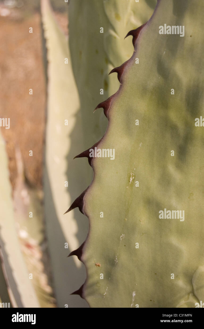 Detail of a wild agave plant in found in a hill in central Mexico Stock ...