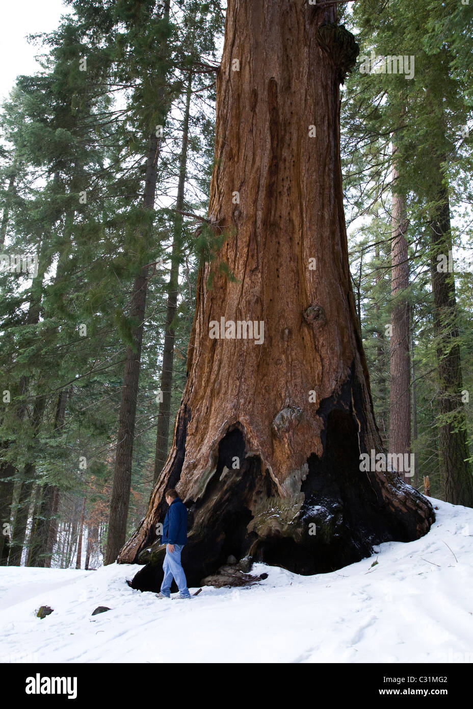 Sequoia Tree High Resolution Stock Photography and Images - Alamy