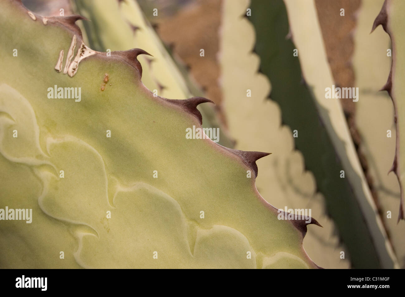 Detail of a wild agave plant in found in a hill in central Mexico Stock ...