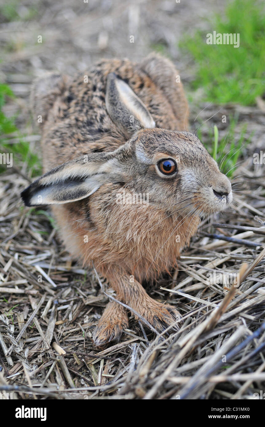A HARE SURPRISEE ALONG A TRACK Stock Photo - Alamy