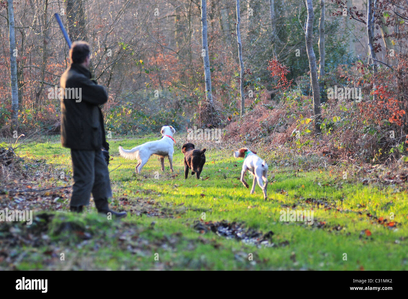 A HUNTER AND HIS DOGS, HUNTING IN THE NATURE RESERVE OF THE BAY OF ...