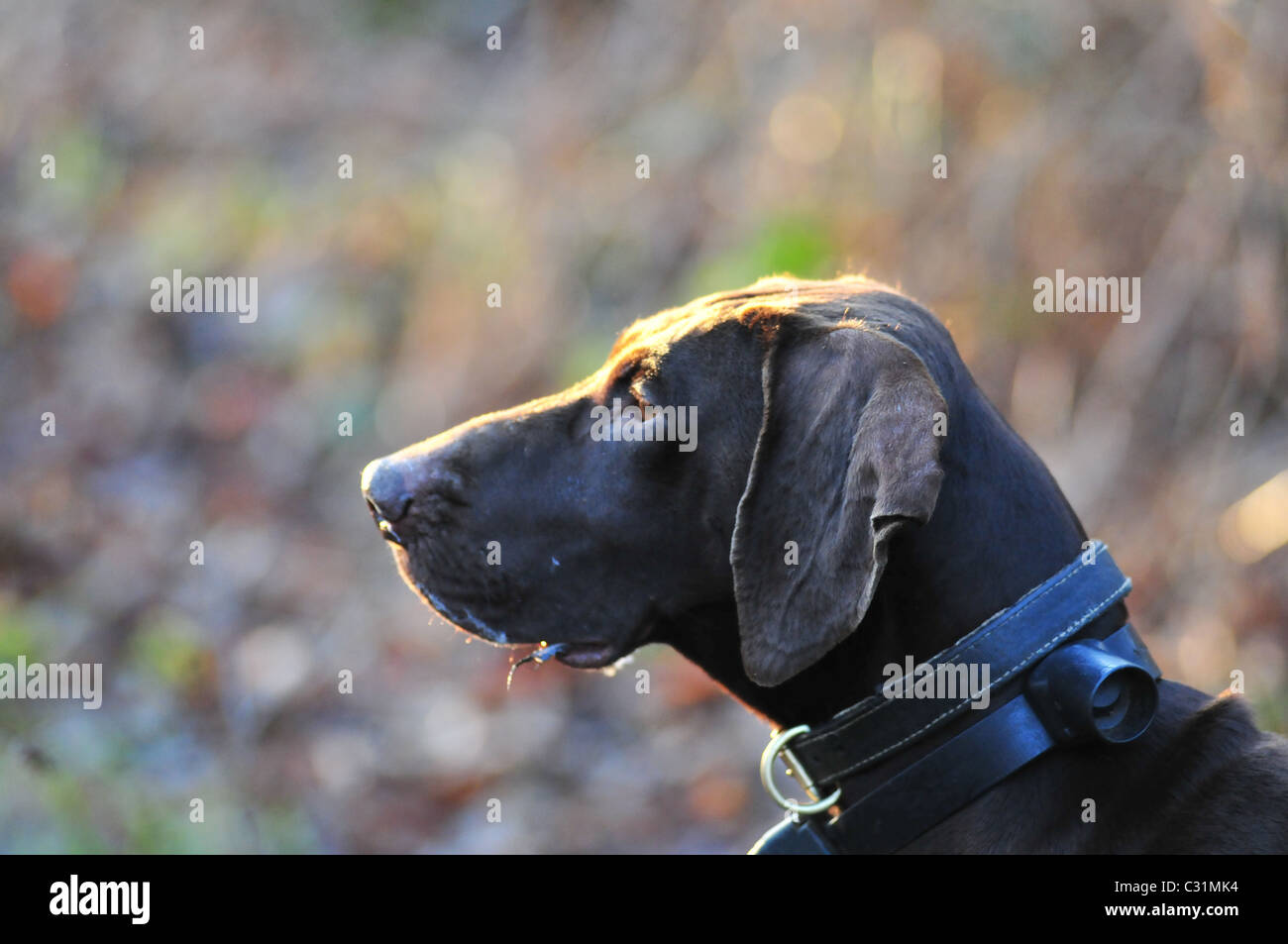 PORTRAIT OF A GERMAN SHORTHAIRED POINTER, GUN DOG Stock Photo - Alamy