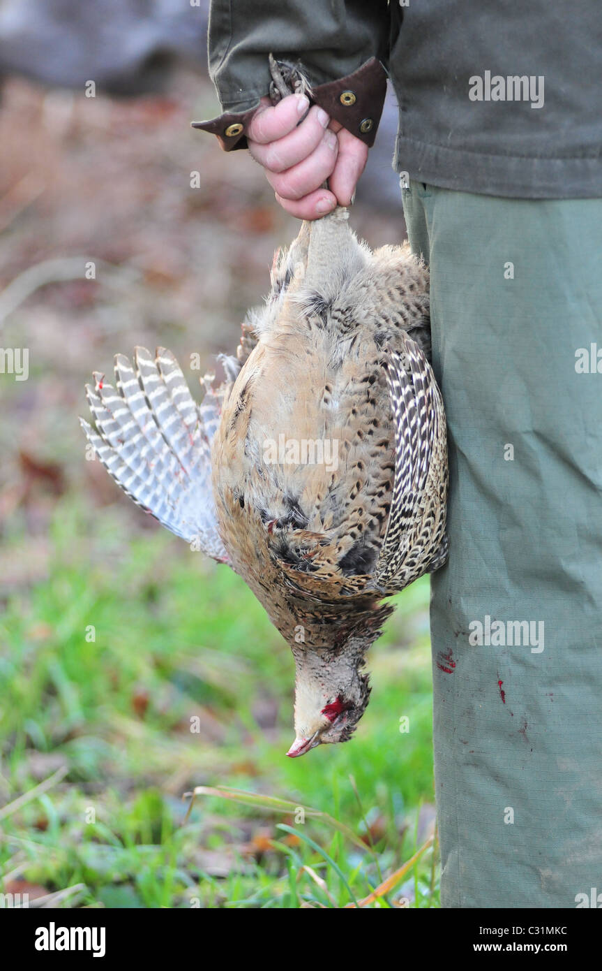 HUNTER BRINGING BACK A PHEASANT HEN, HUNTING IN THE NATURE RESERVE OF ...