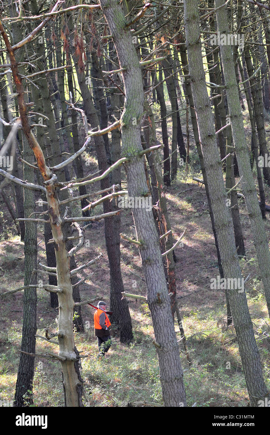 HUNTER WITH HIS RIFLE SLUNG OVER HIS SHOULDER IN A PINE FOREST, PAS-DE ...
