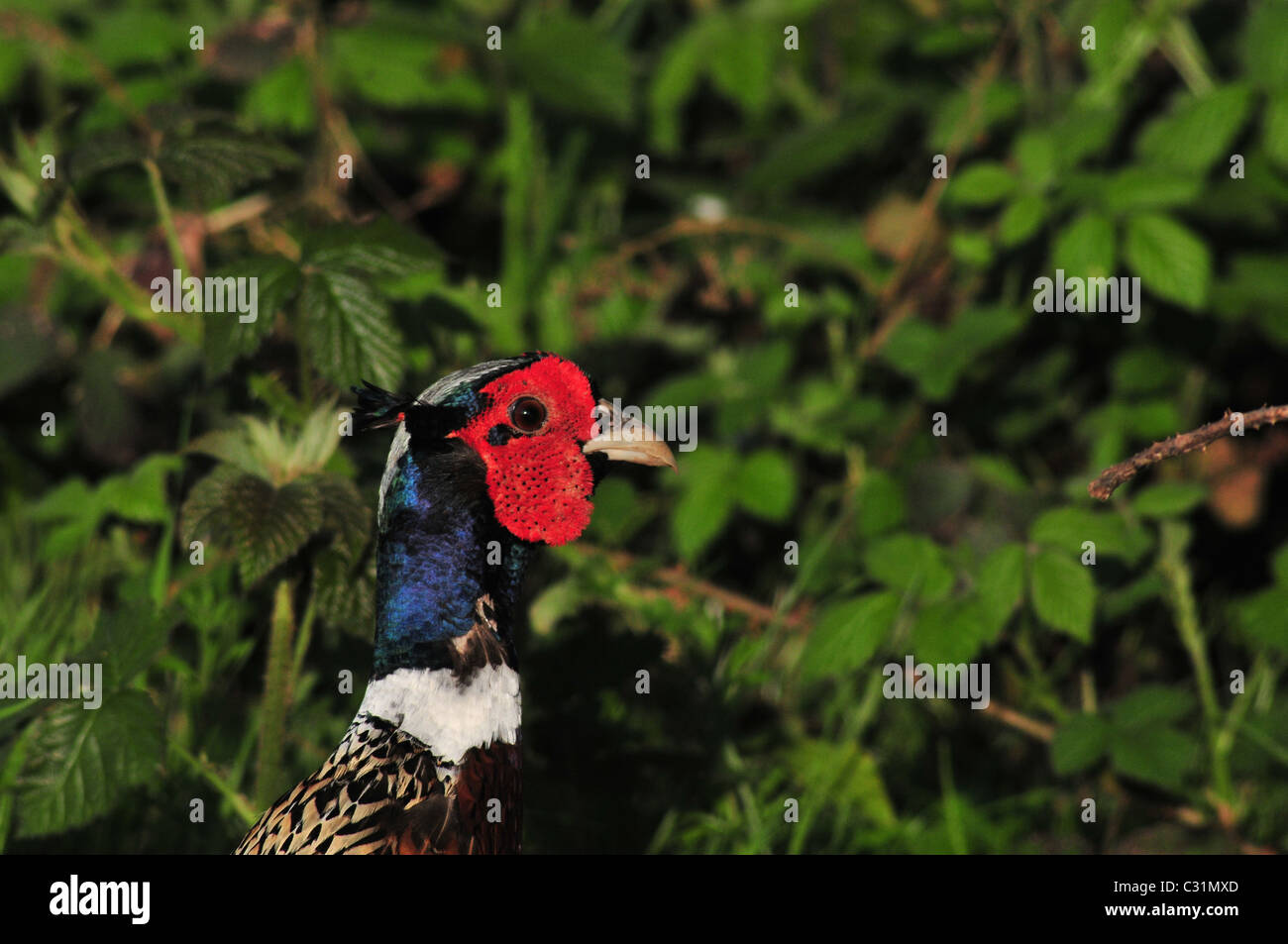 THE COMMON PHEASANT, NATURE RESERVE OF THE BAY OF SOMME, SOMME (80 ...