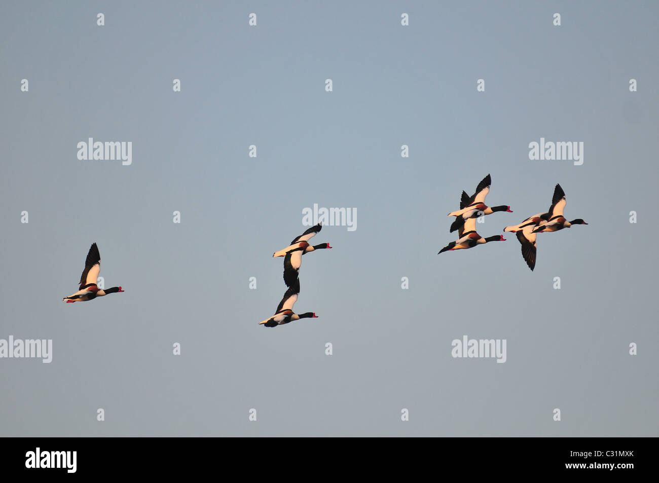 Common shelducks in flight nature hi-res stock photography and images ...