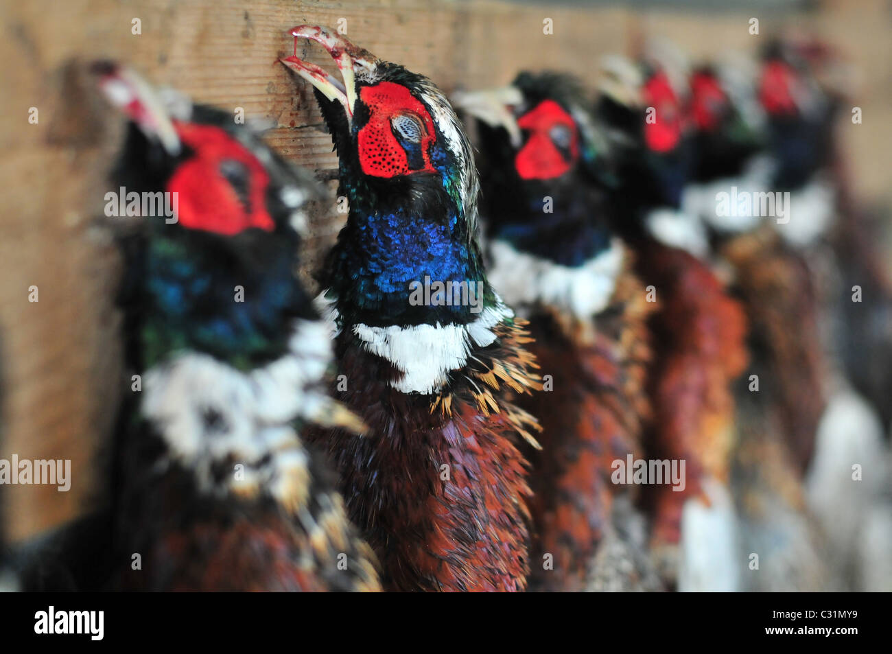 PHEASANTS, THE HUNT’S TAKE, SOMME (80), FRANCE Stock Photo - Alamy