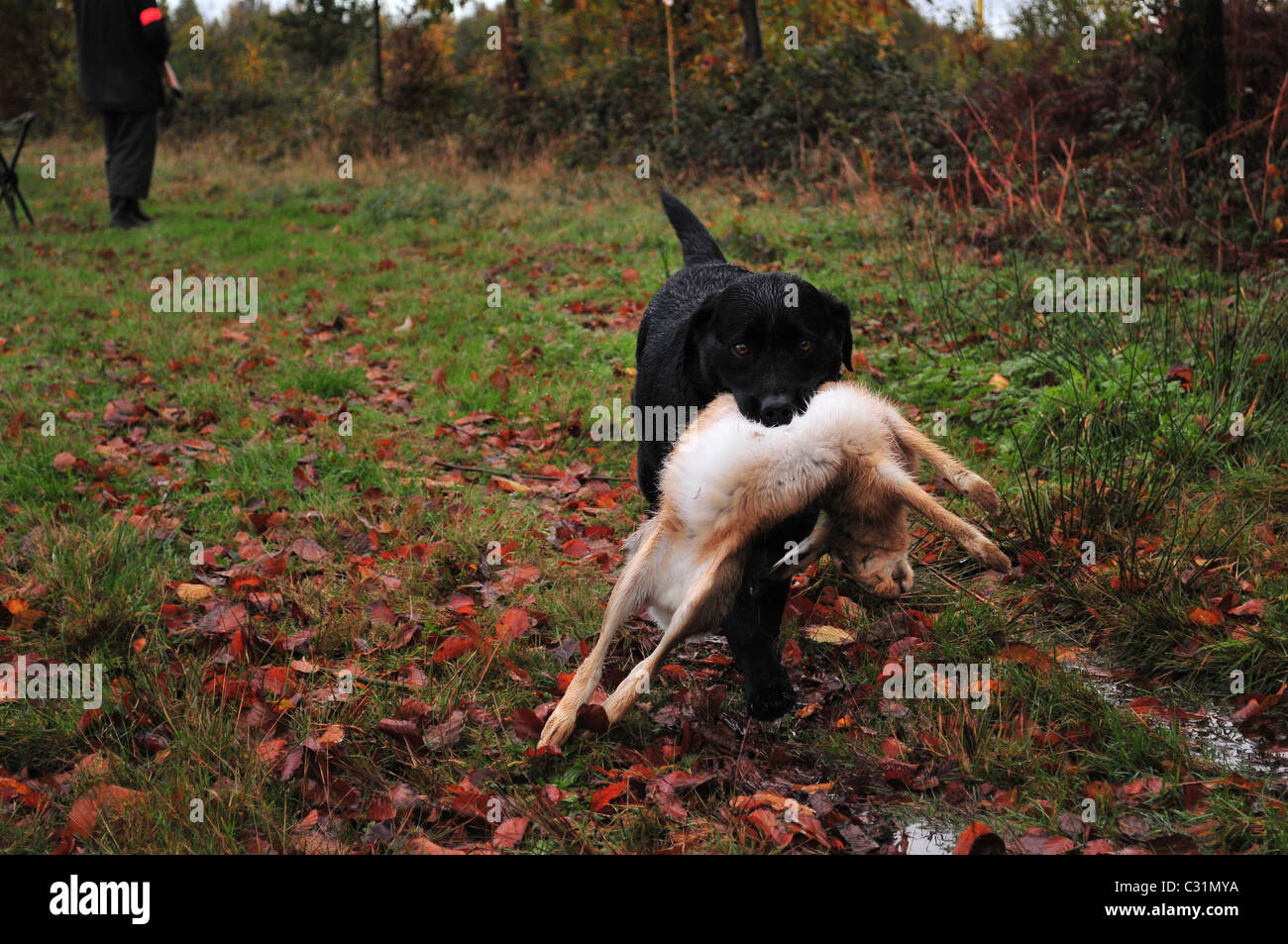 Gun dog black labrador retriever bringing back a hare hi-res stock ...
