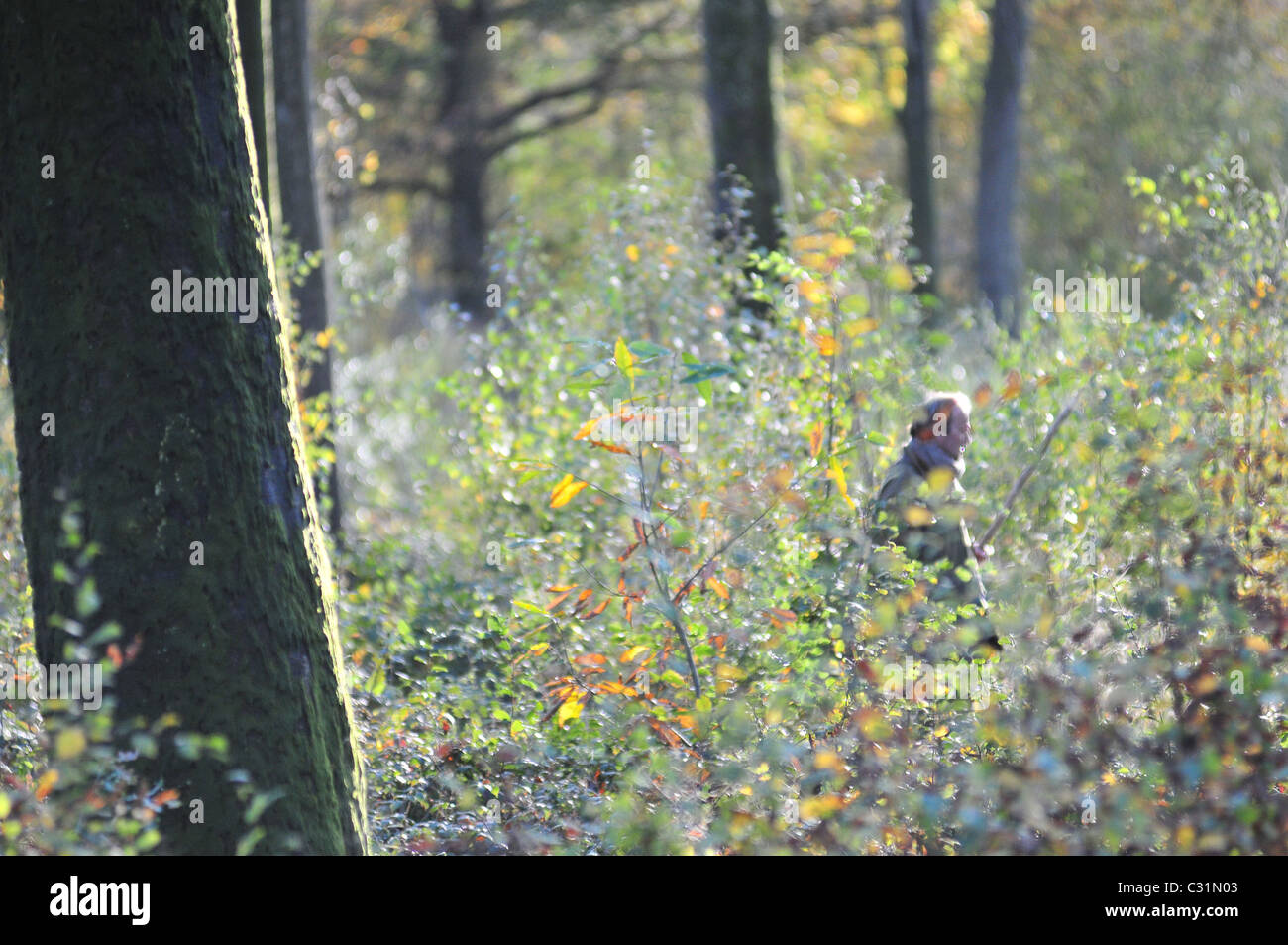 A BEATER FLUSHING OUT THE GAME DURING A BATTUE, HUNTING IN A PRIVATE ...