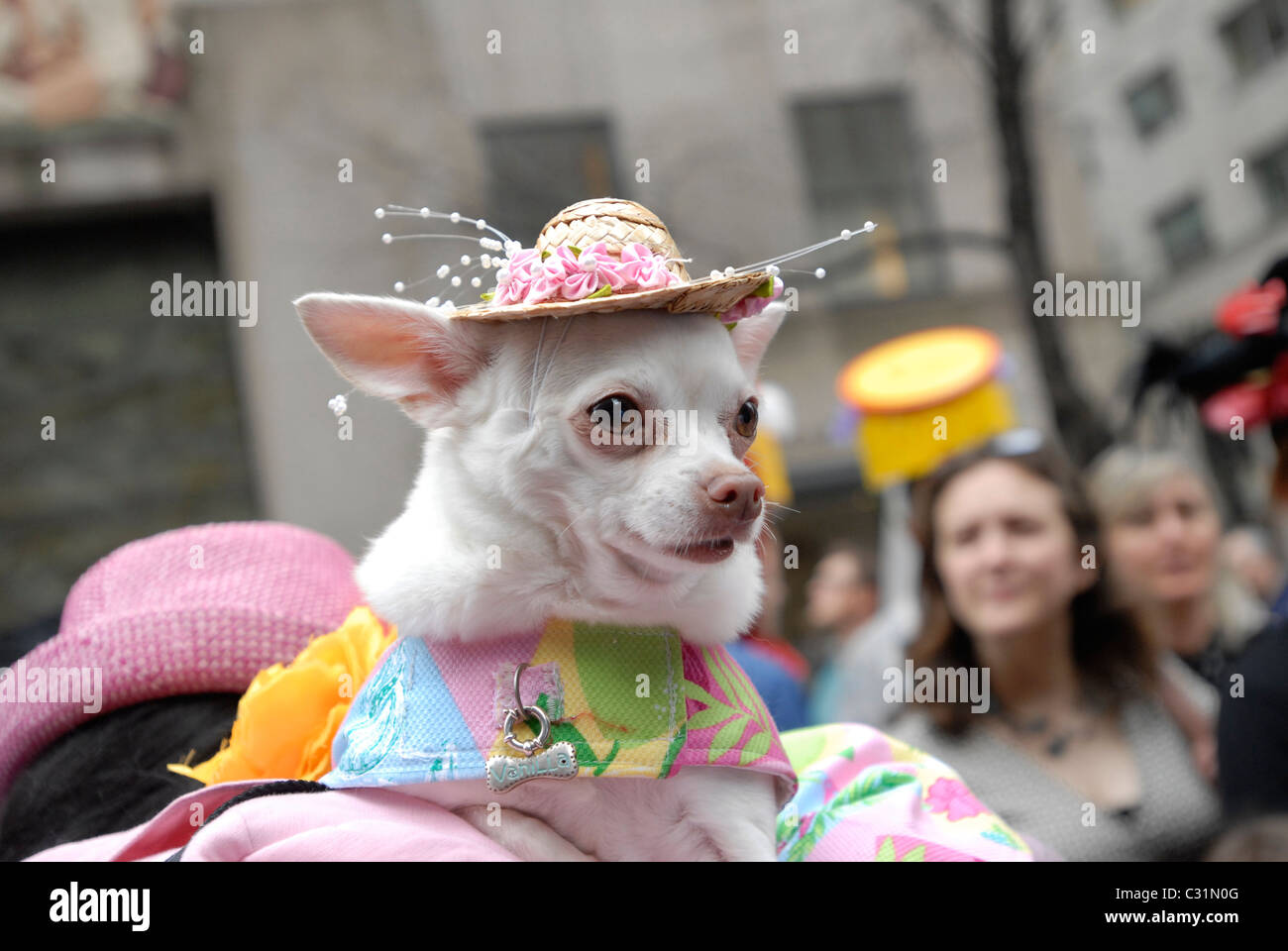 Dog dressed for the Easter Parade on 5th Avenue New York Stock Photo ...