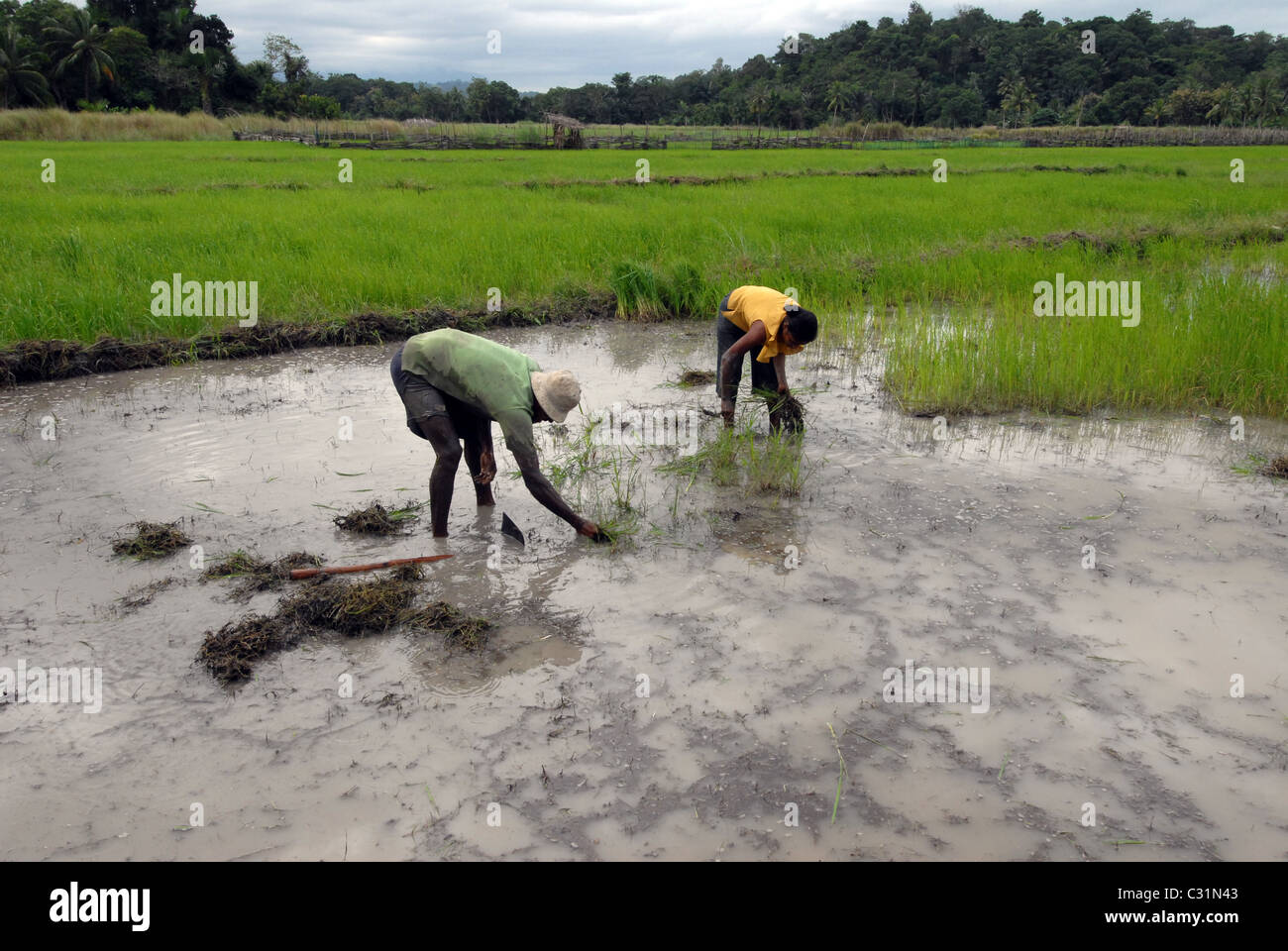 Workers in a rice paddy on the south coast of Timor Leste near Beacu ...