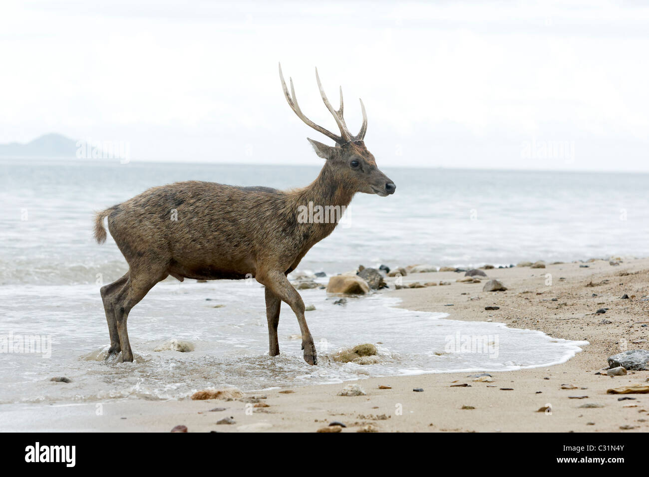 Timor or Rusa deer, Cervus timorensis, single animal on beach, Komodo ...