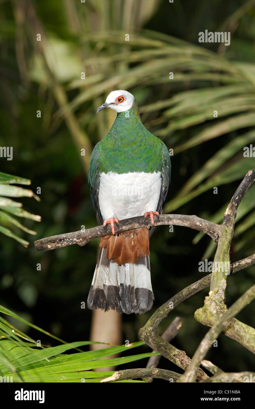 White-bellied imperial-pigeon, Ducula forsteni, single bird on branch ...