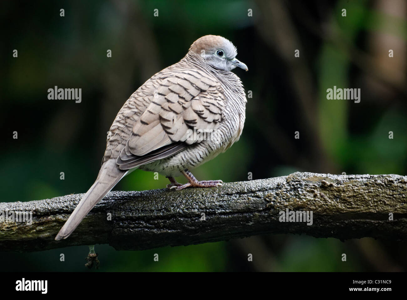 Zebra dove, Geopelia striata ,single bird on branch, Indonesia, March ...