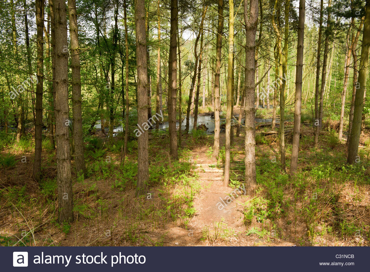 Branches Bushes Clearing Stock Photos & Branches Bushes Clearing Stock ...