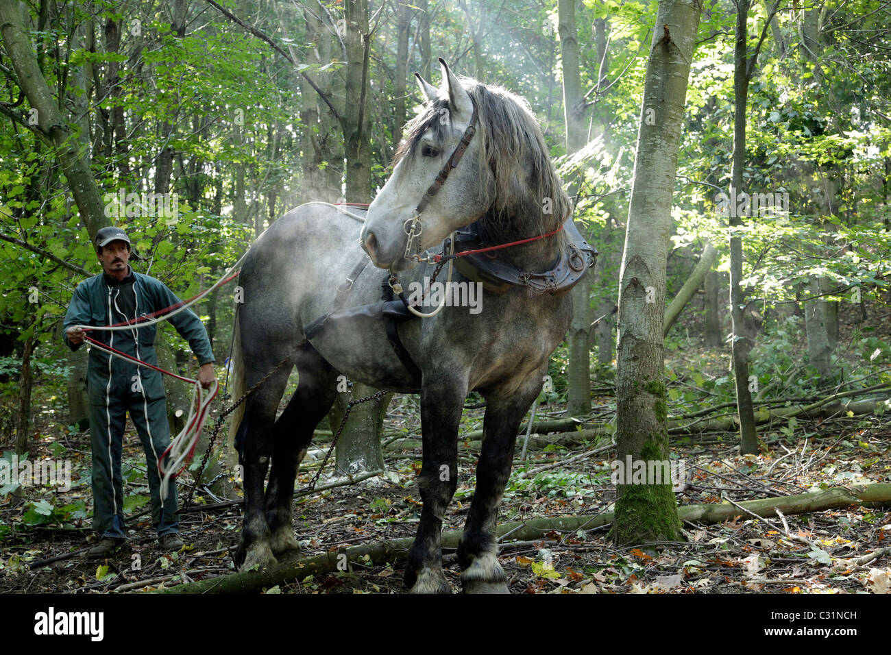 LOGGING IN A FOREST WITH A PERCHERON HORSE, DOMAINE DU GRAND PRAINVILLE ...