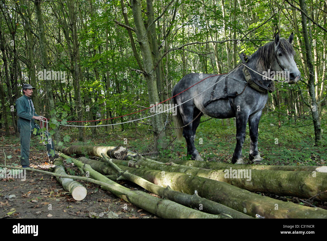 LOGGING IN A FOREST WITH A PERCHERON HORSE, DOMAINE DU GRAND PRAINVILLE ...