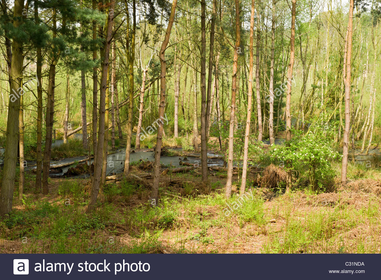 Branches Bushes Clearing Stock Photos & Branches Bushes Clearing Stock ...