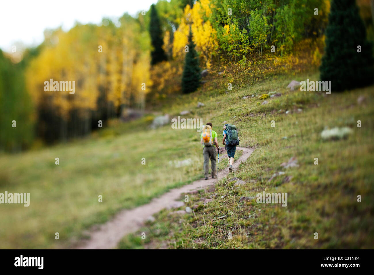 Two young men hike through a aspen forest in the fall colors on there ...