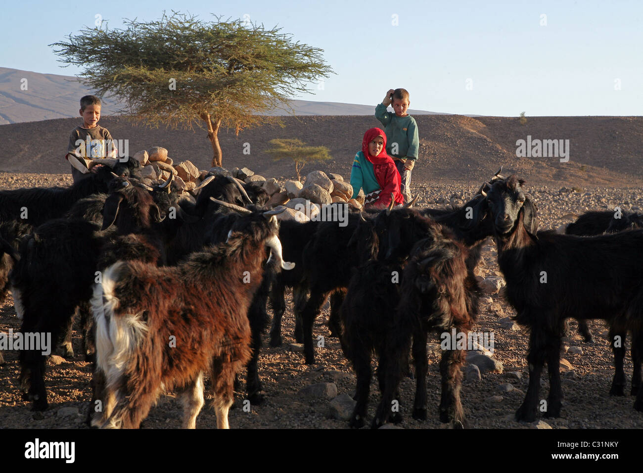 NOMAD CHILDREN WATCHING OVER A HERD OF GOATS, MOROCCO, MAGHRIB, AFRICA ...