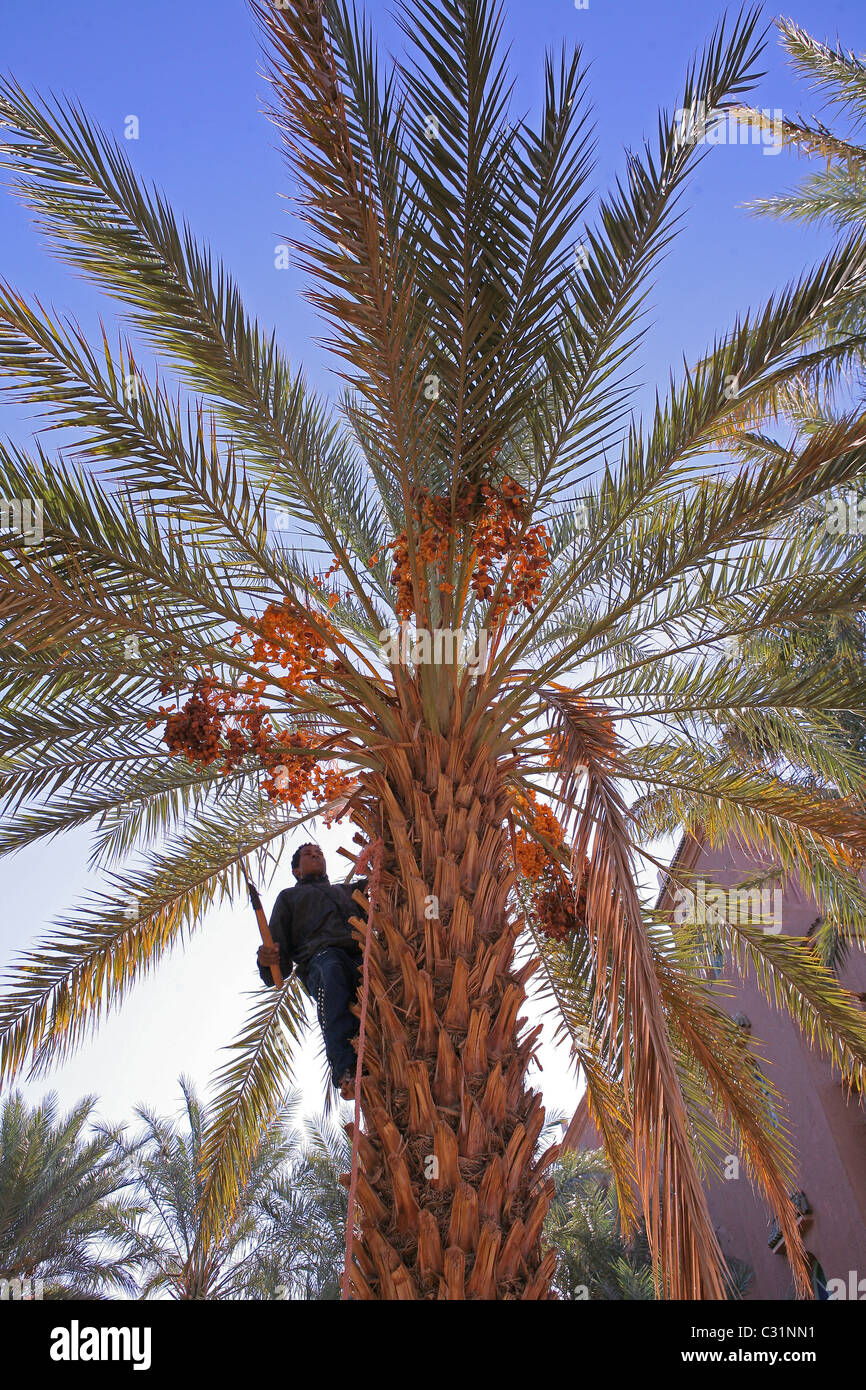 Collecting dates hi-res stock photography and images - Alamy