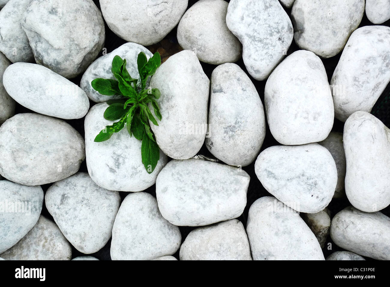 Oval shape in nature hi-res stock photography and images - Alamy