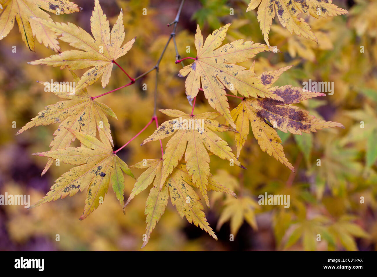 Acer palmatum aureum in autumn colour among Maple trees in The Fall in ...
